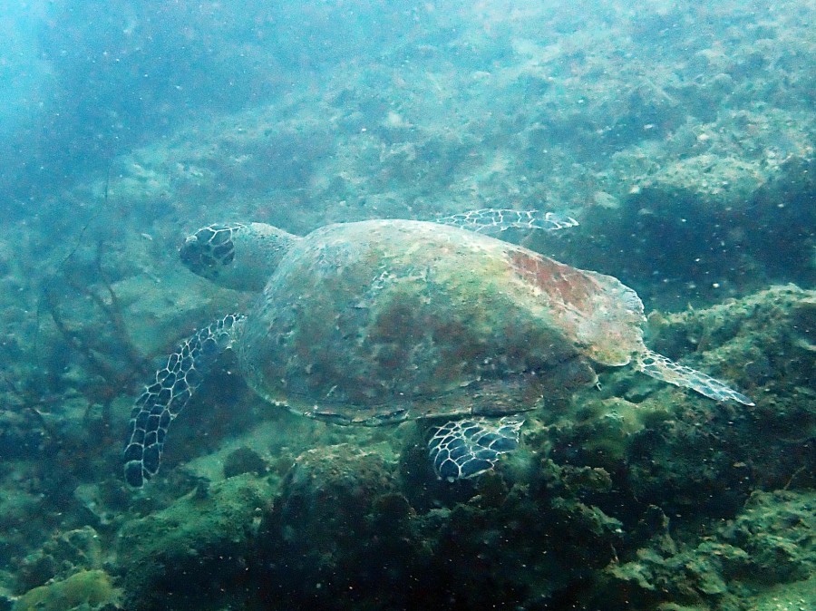 divelogs - amuljadi71's Pictures